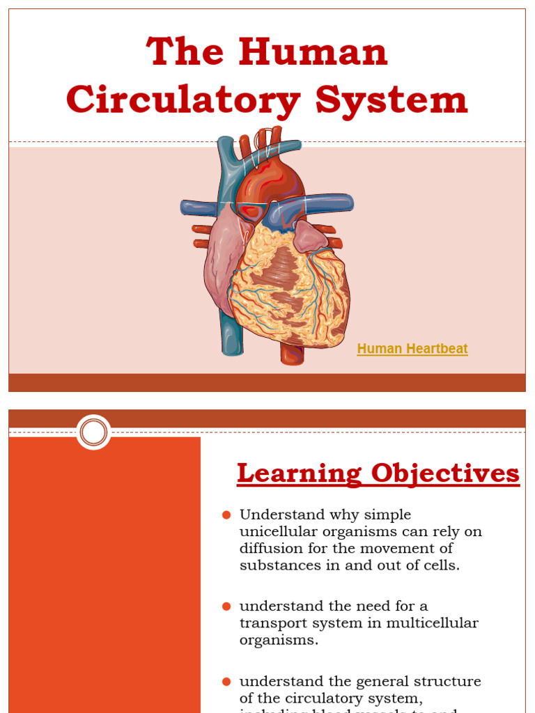 Circulatory System Power Point | PDF | Heart | Blood