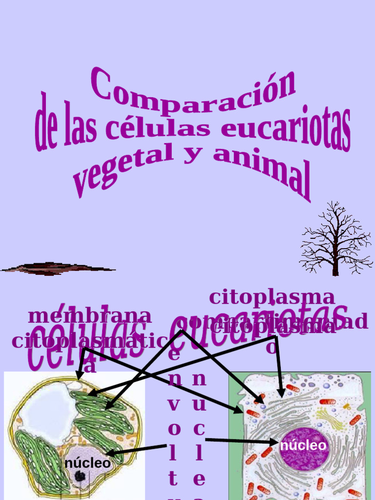 Comparación de Célula Vegetal y Animal | PDF | Biología Celular ...