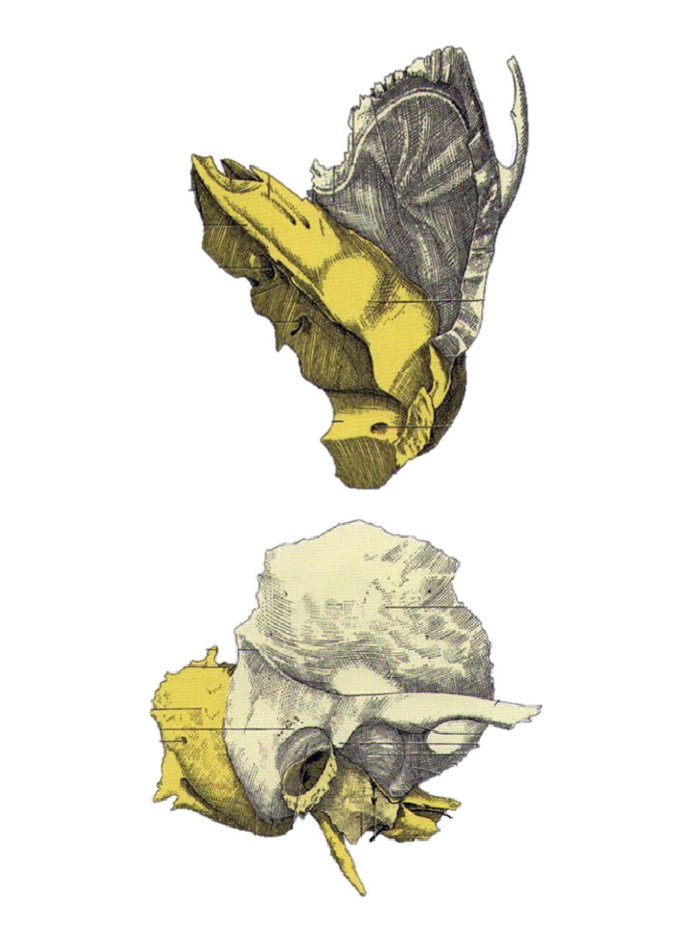 Anatomia Humana 1 | PDF