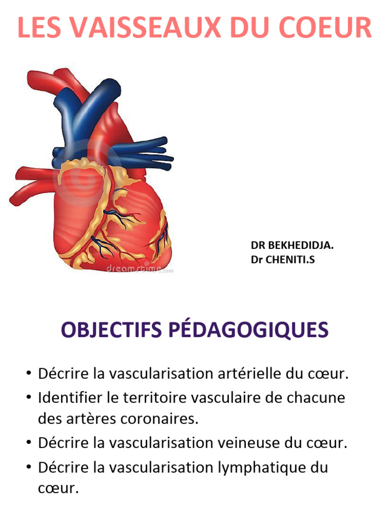 Vascularisation et innervation du cœur | PDF | Aorte | Atrium (anatomie)