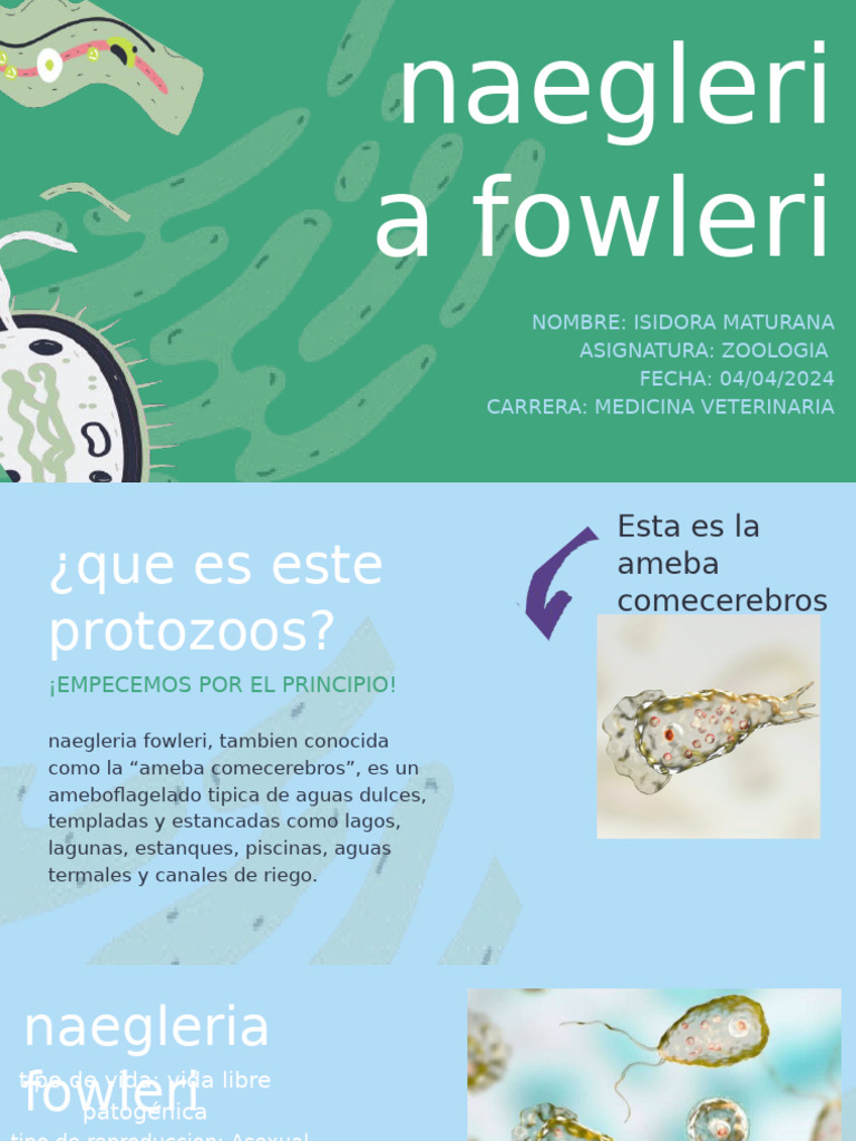 Protozoos | PDF | Anatomía Celular | Biología Celular