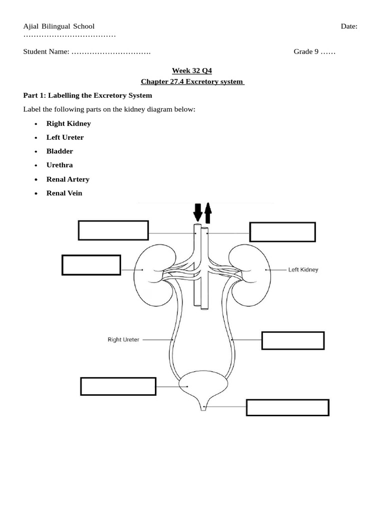 Worksheet 2 W32 Q4 CH27.4 | PDF | Kidney | Urine