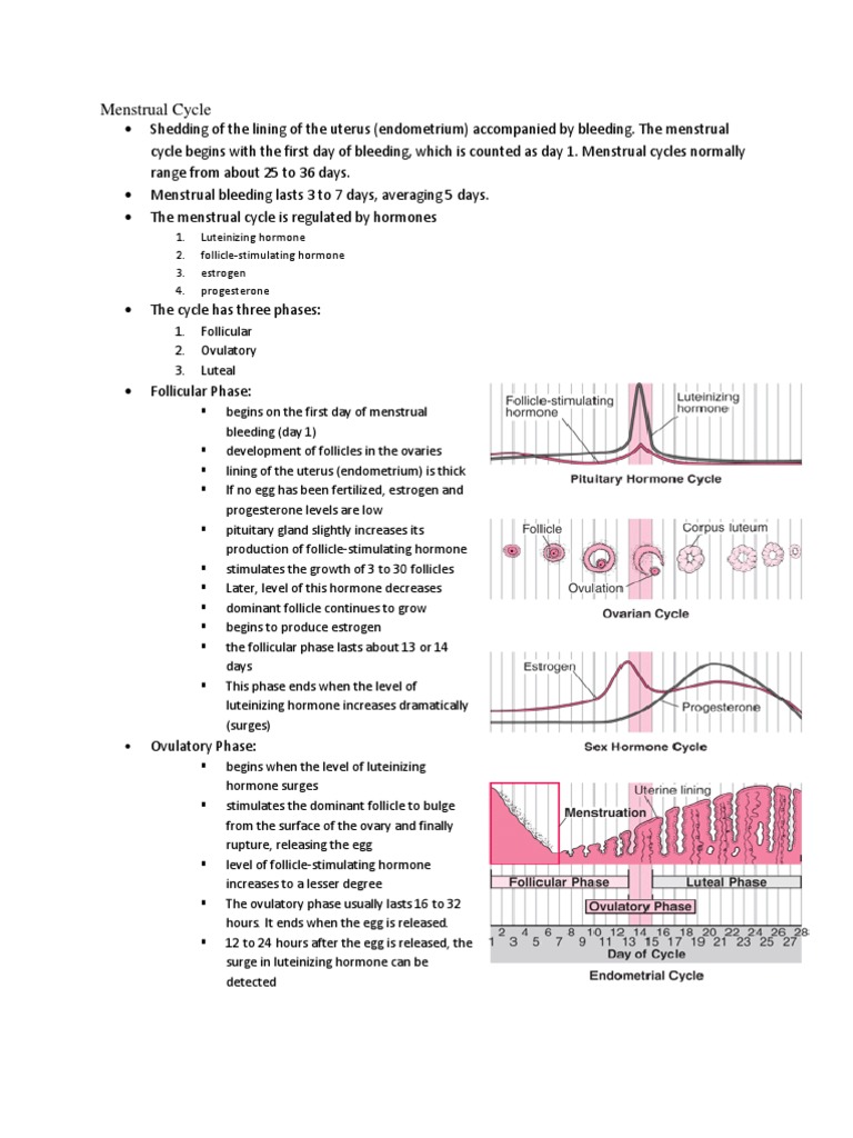Menstrual Cycle Pdf Menstrual Cycle Luteinizing Hormone