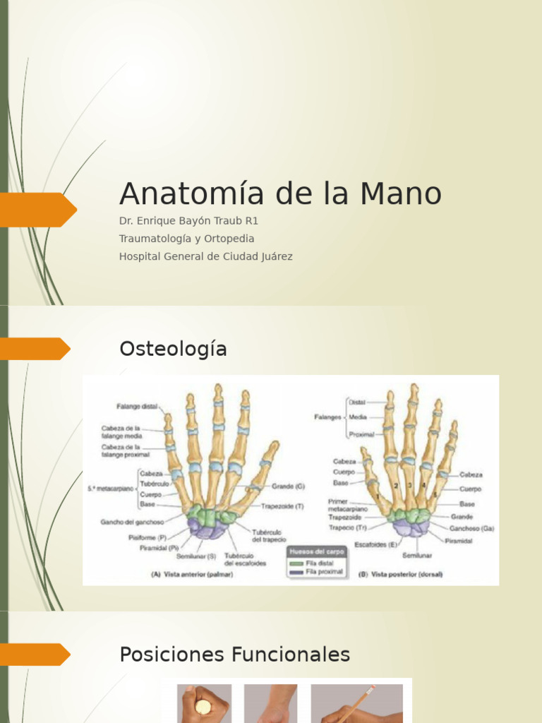 Anatomía Completa de la Mano | PDF