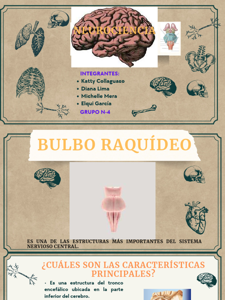 GRUPO 4 BULBO RAQUÍDEO (2) - Compressed | PDF | Cerebro | Anatomía humana