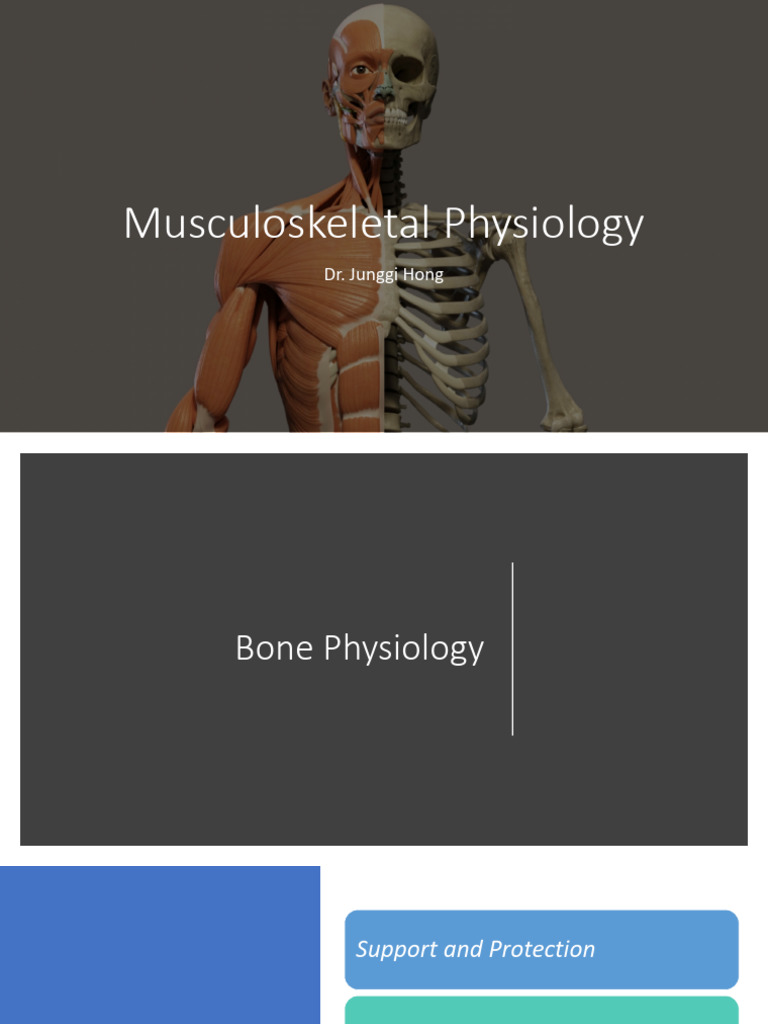 Musculoskeletal Anatomy 3 | PDF