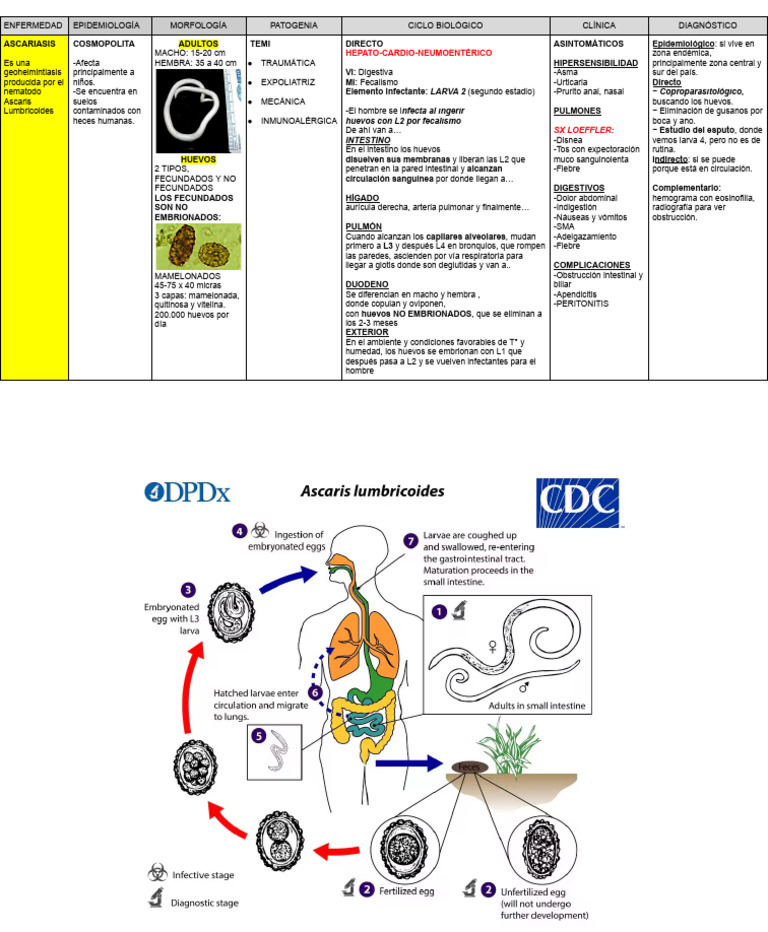 Ascariasis Martín | PDF | Gastroenterología | Especialidades Medicas