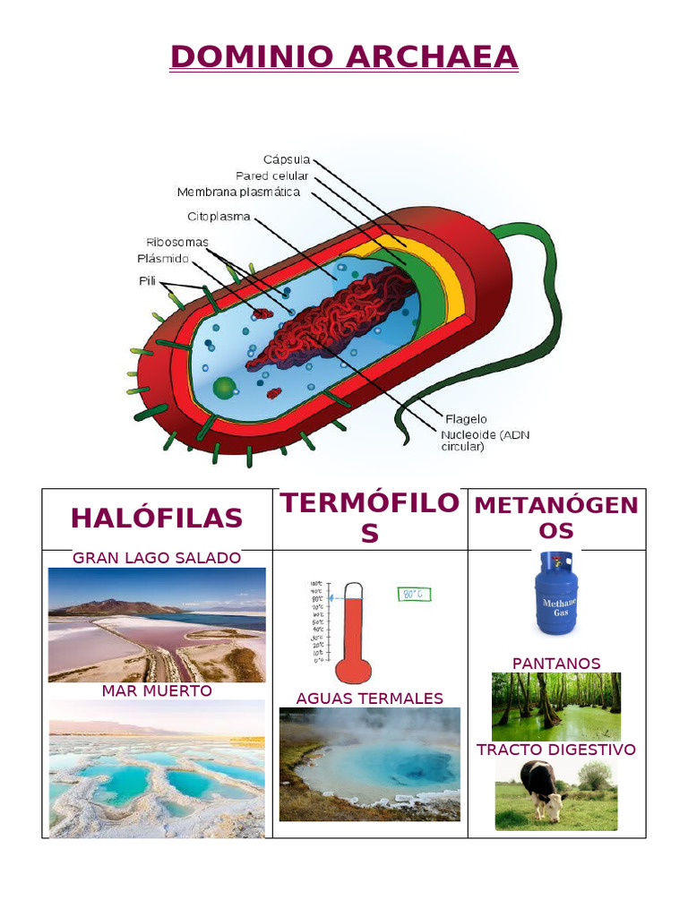 Dominio Archaea | PDF