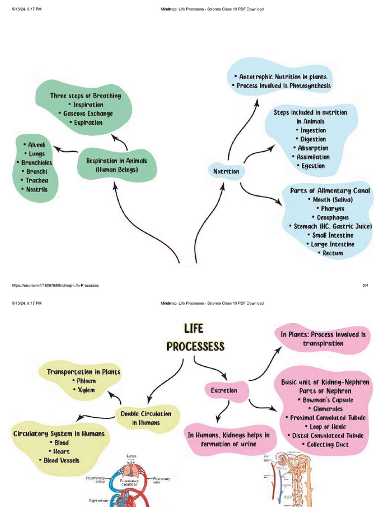 Life Process | PDF