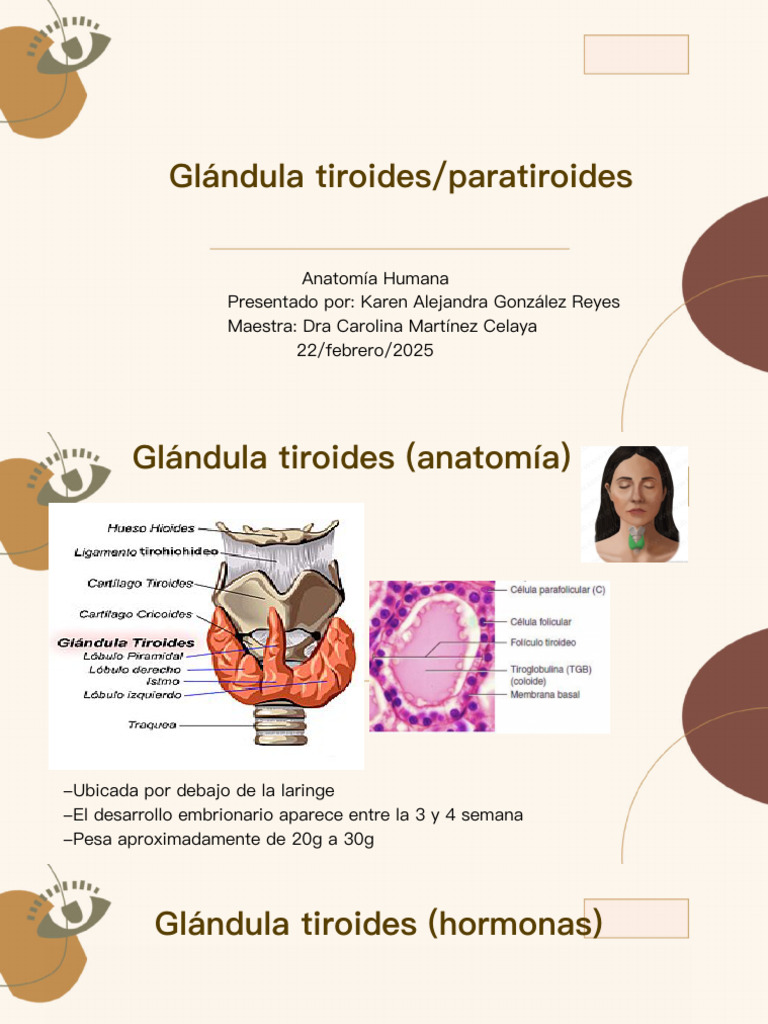 Anatomía de Tiroides y Paratiroides | PDF