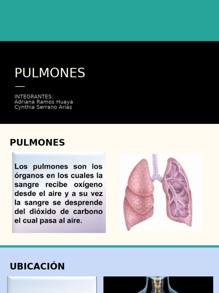 Pulmones | PDF