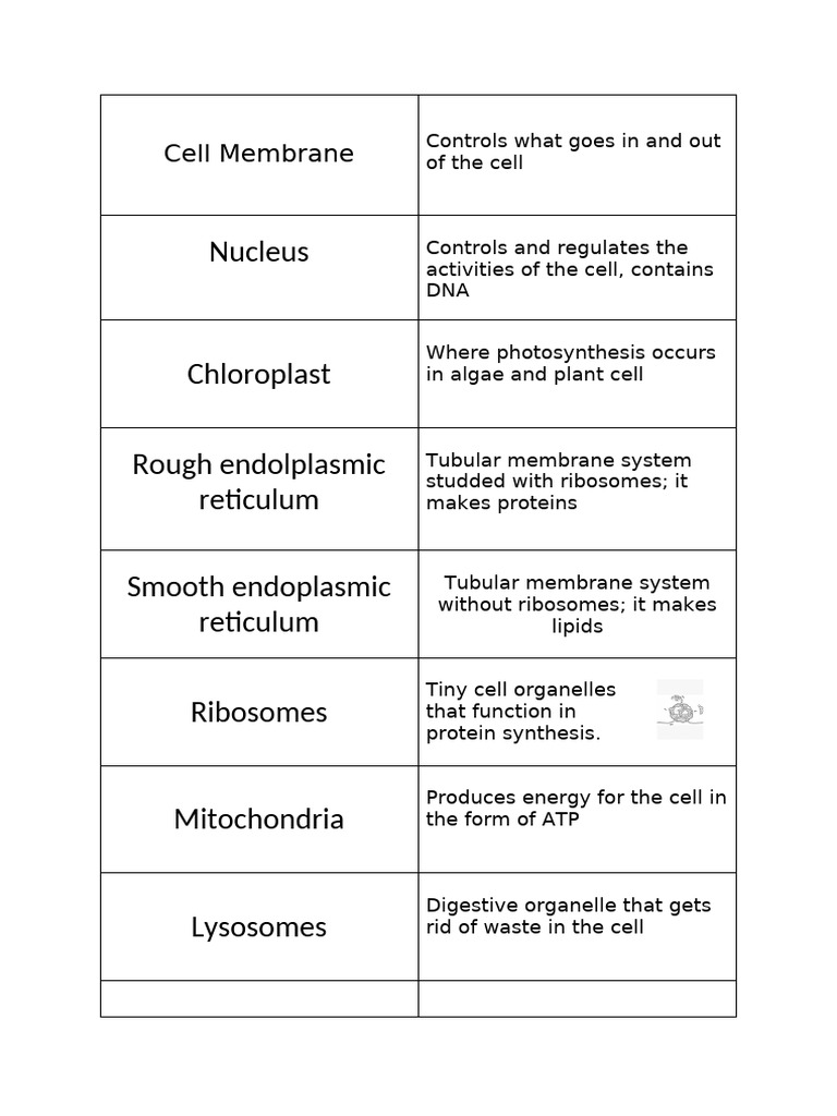 Cell Biology REVISION! | PDF