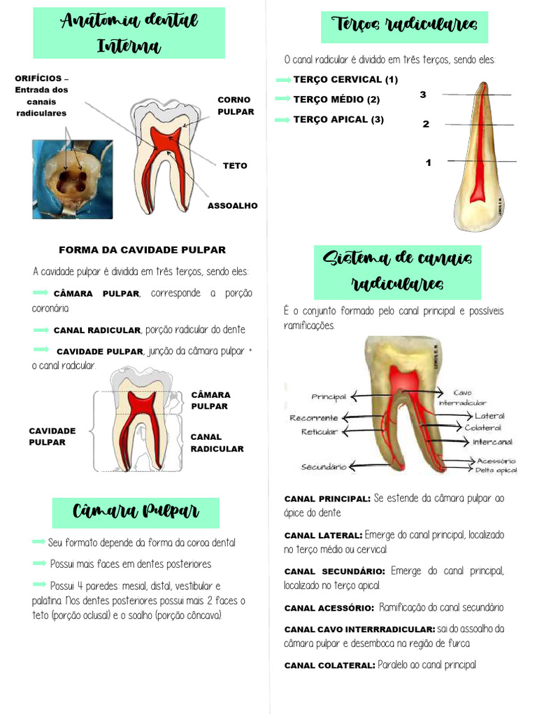 ENDO acesso | PDF | Dente humano | Áreas da odontologia