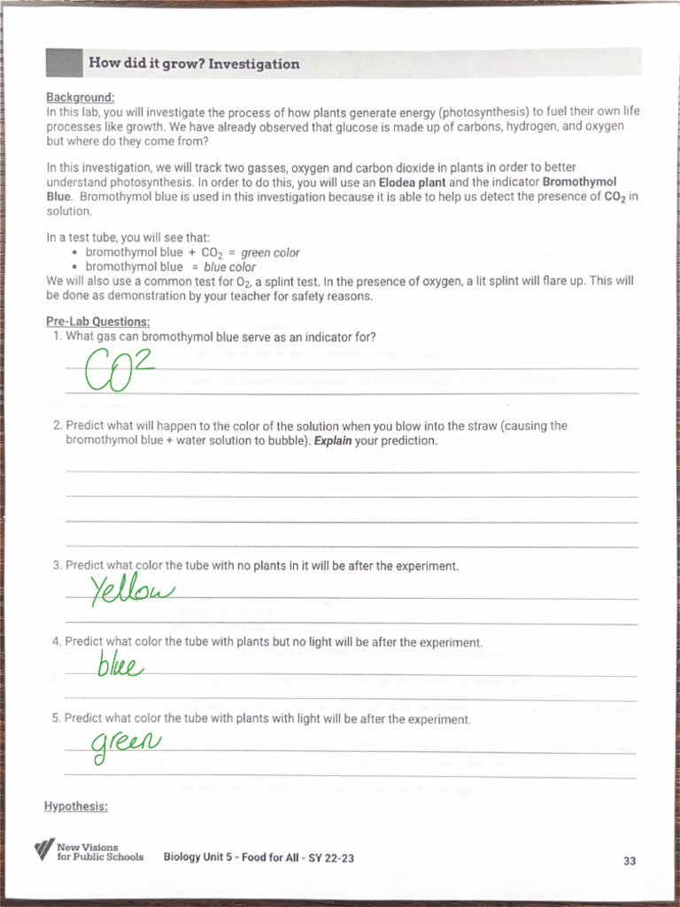 Kami Export - Jane Johnson - How did it grow Investigation | PDF