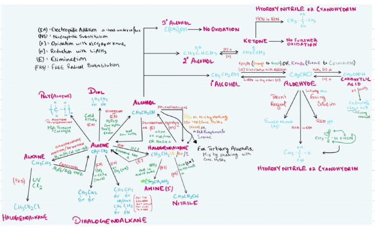 AS WEB DIAGRAM, Biology | PDF