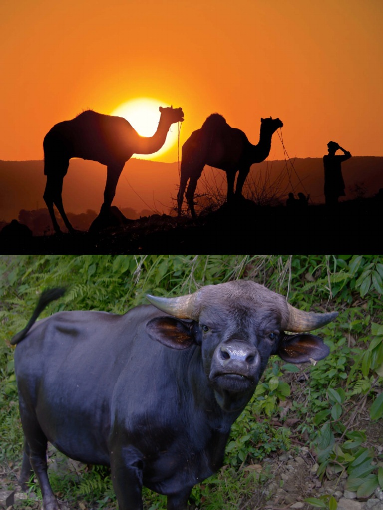 Swine or Equine or Camel Yak and Mithun Production Management VBKG | PDF