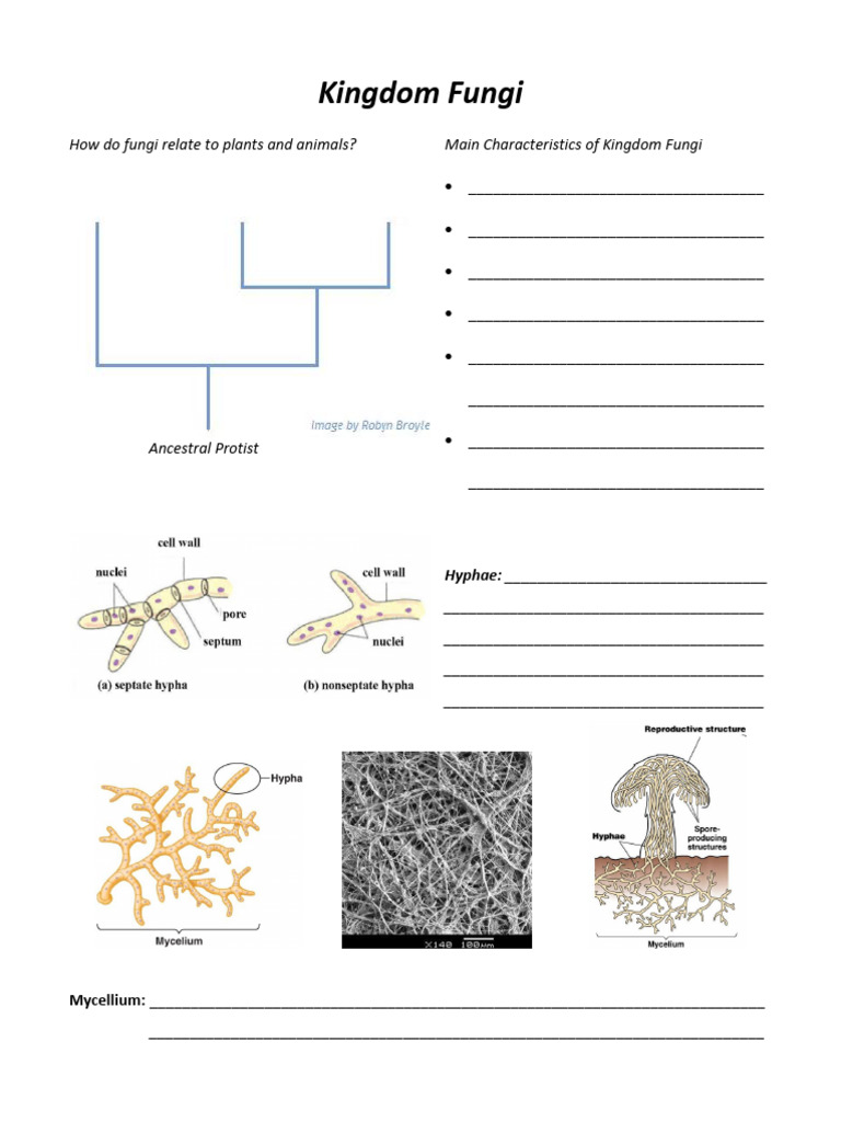 06 - Kingdom Fungi - Student Note | PDF