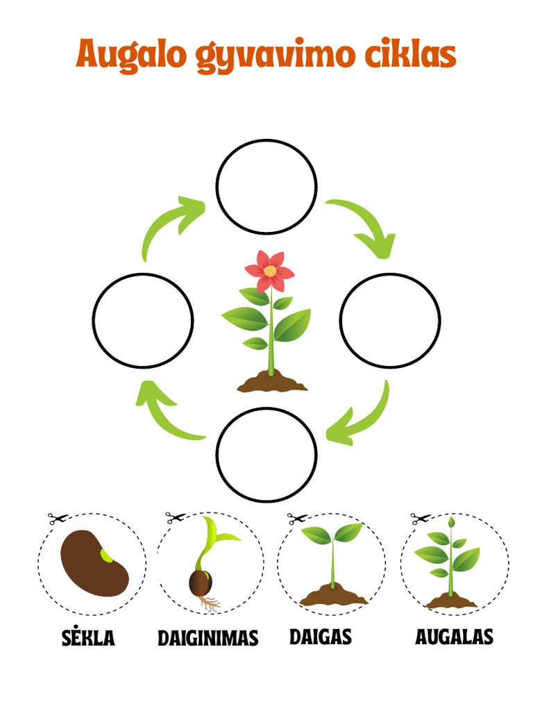 Augalo Augimo Etapai | PDF