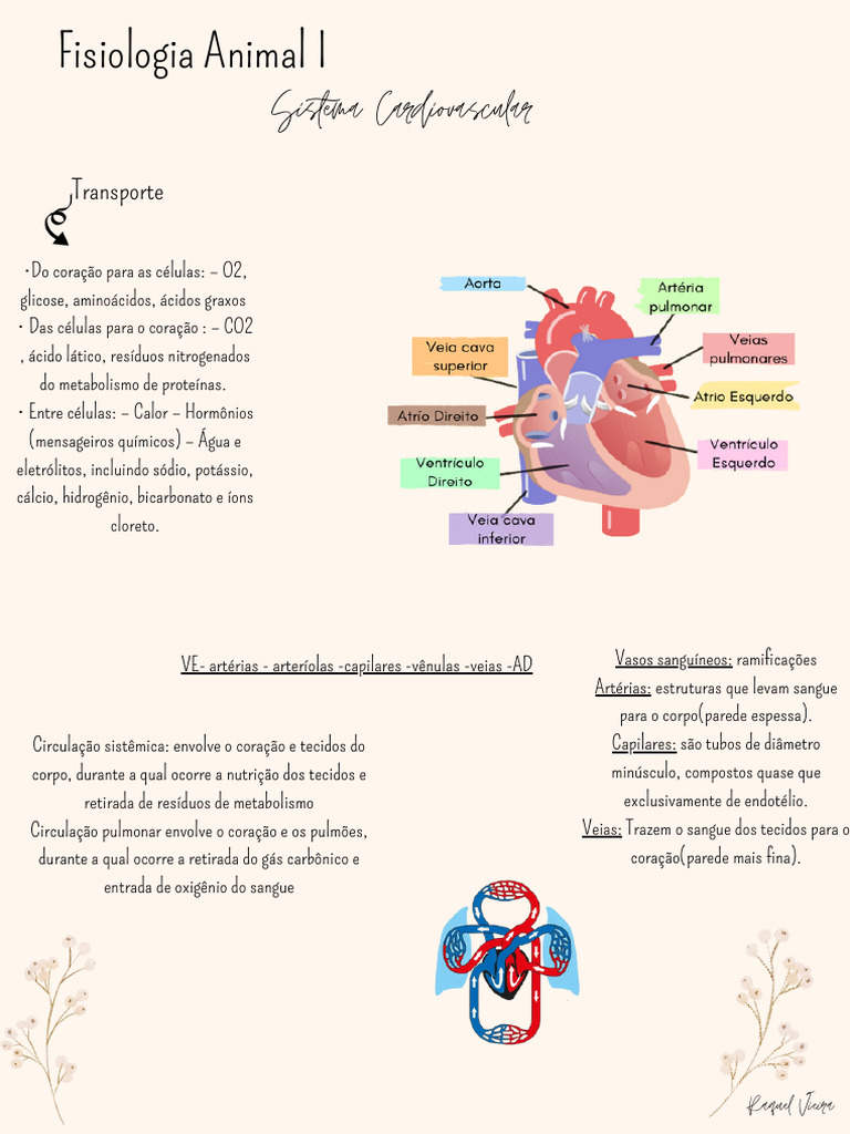 Mapa Mental Fisio S CARDIO | PDF