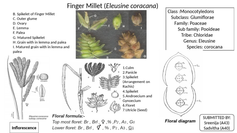 Finger Millet Floral Diagram and Formula | PDF