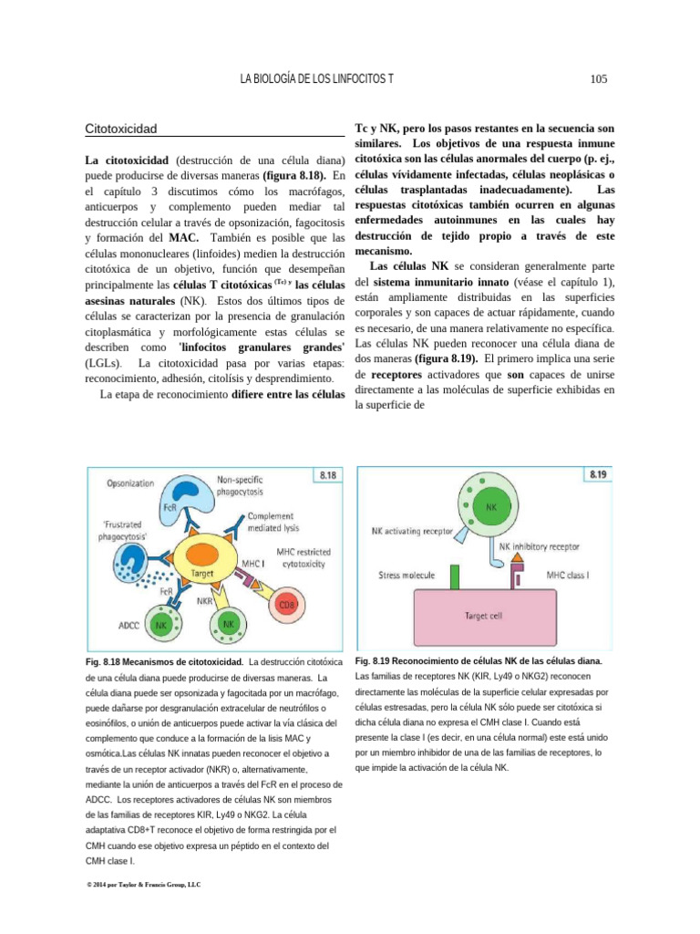 Citotoxicidad Es 2 | PDF | Célula asesina natural | Apoptosis