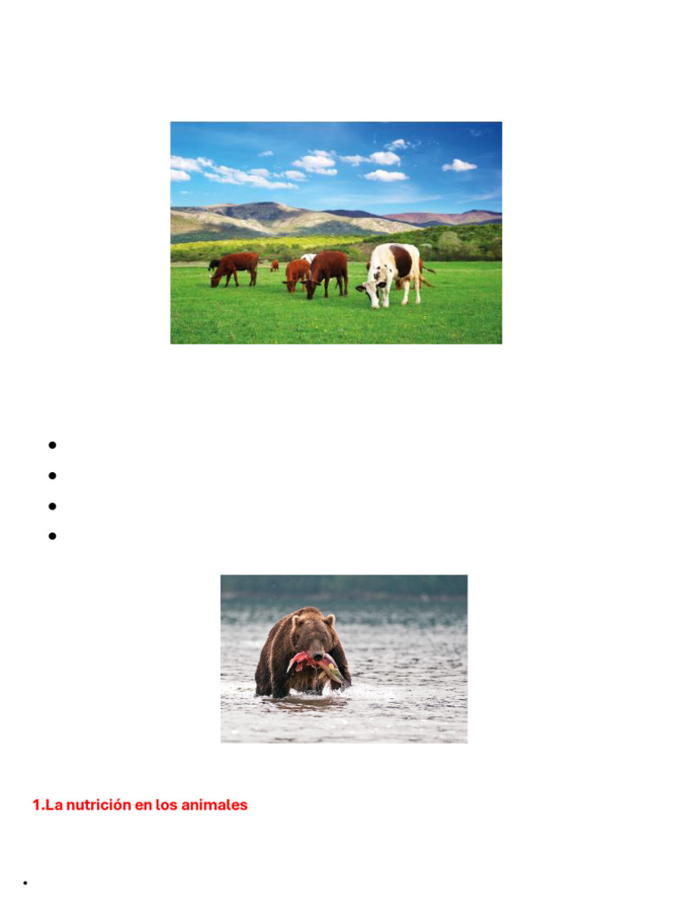 PresentaciÃ N Tema 6. Nutri Animales | PDF | Riñón | Corazón