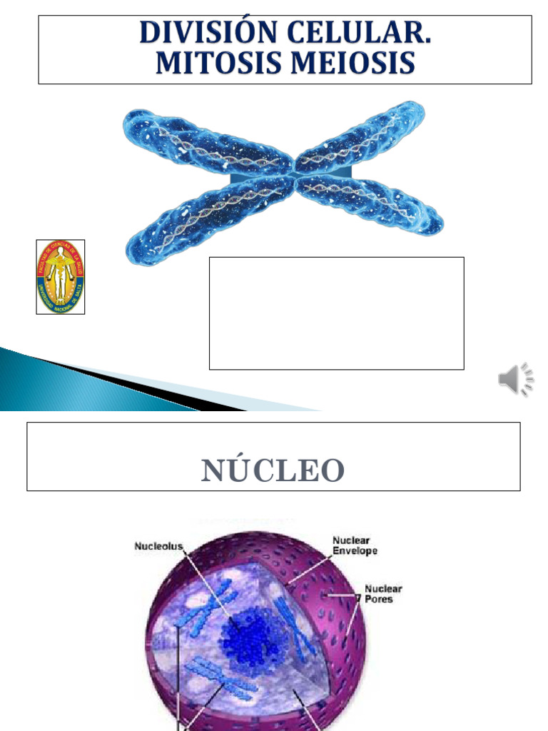 (Clase 3) Division Celular - Mitosis y Meiosis - 250408 - 125038 | PDF ...