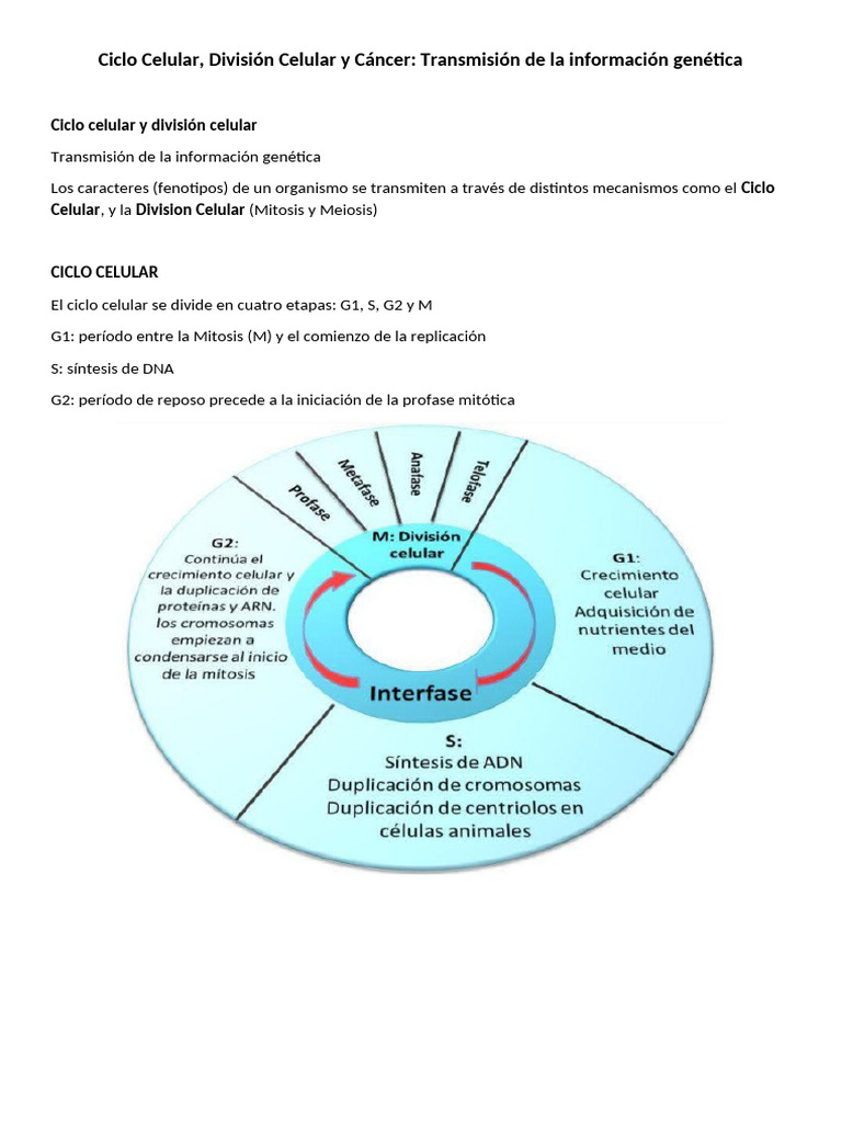 2 Ciclo Celular | PDF | Mitosis | Mutación
