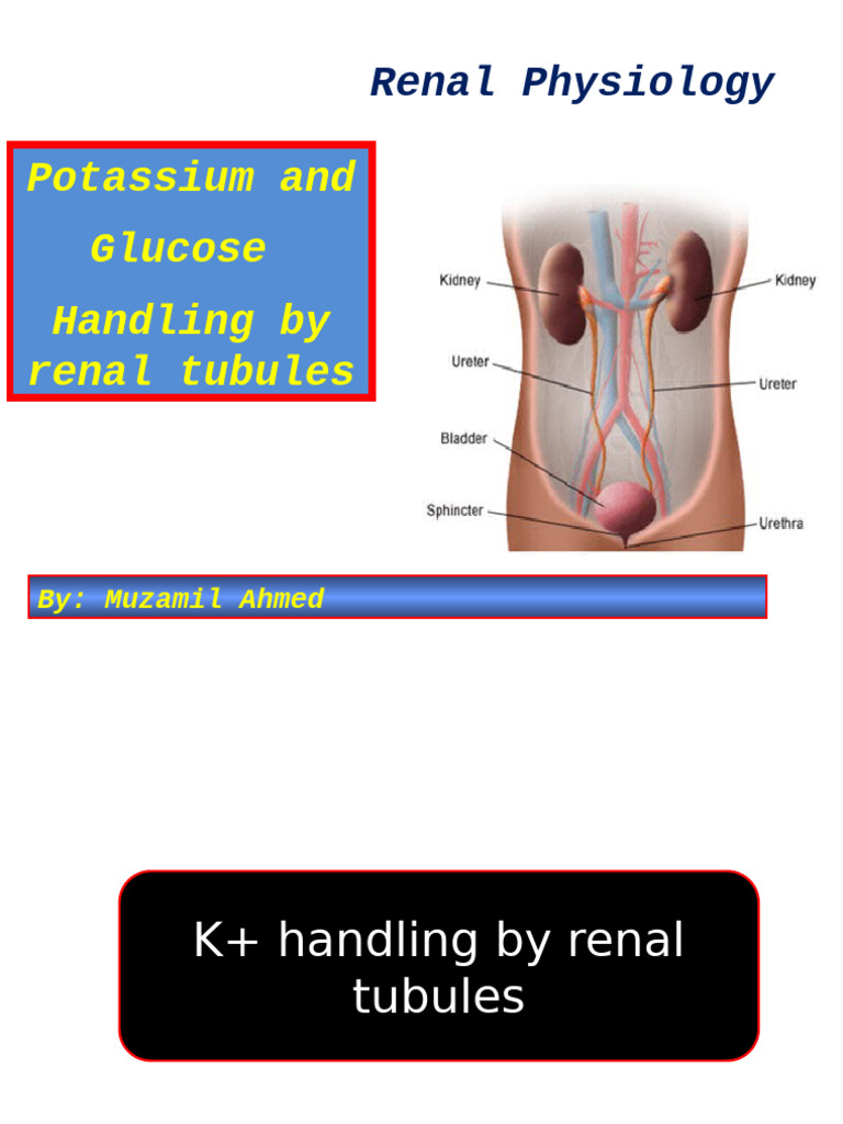 K+& GLUCOSE | PDF | Kidney