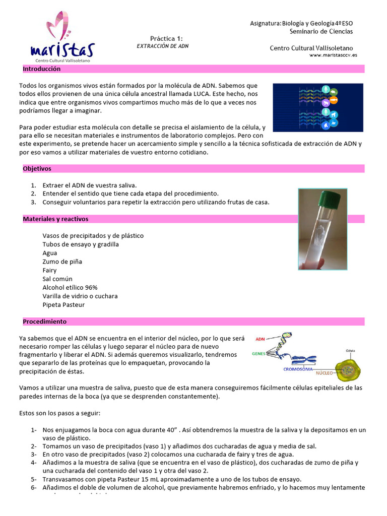 EXTRACCIÓN DE ADN | PDF | Adn | Proteínas