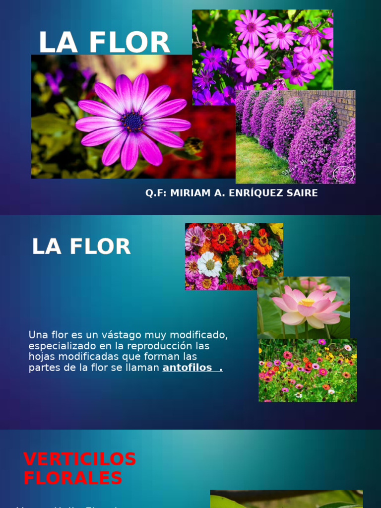 LA FLOR Mi! Two | PDF | Flores | Polinización