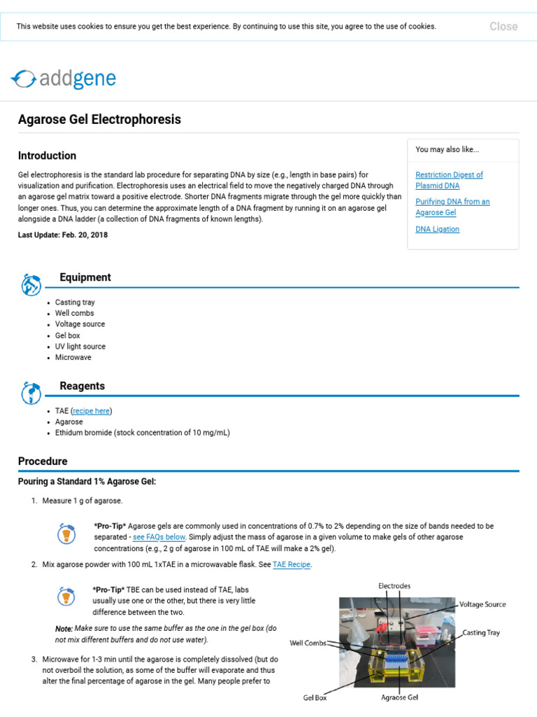Addgene_ Protocol - How to Run an Agarose Gel | PDF | Gel Electrophoresis | Agarose Gel ...