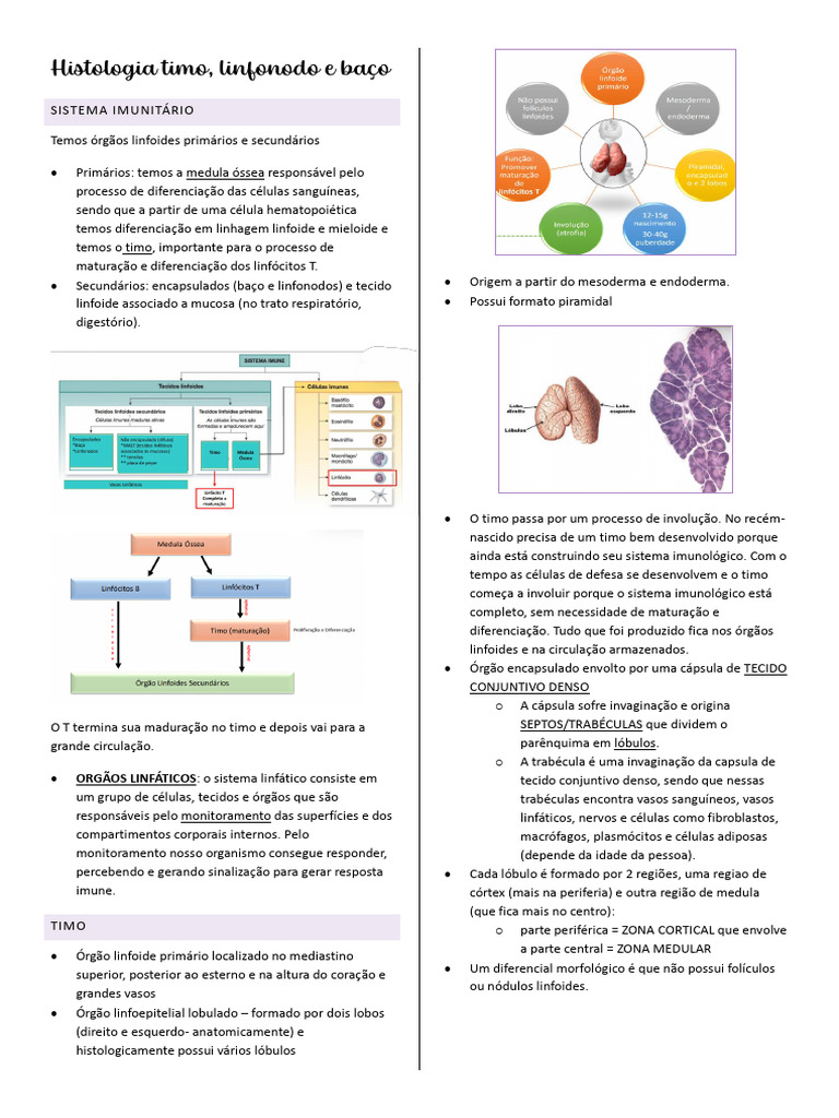 Histologia Timo Baco e Linfonodo | PDF | Sistema linfático | Timo