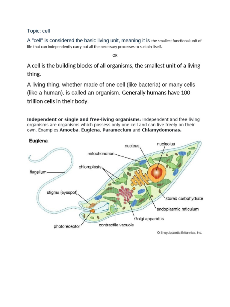 Biology Lesson | PDF