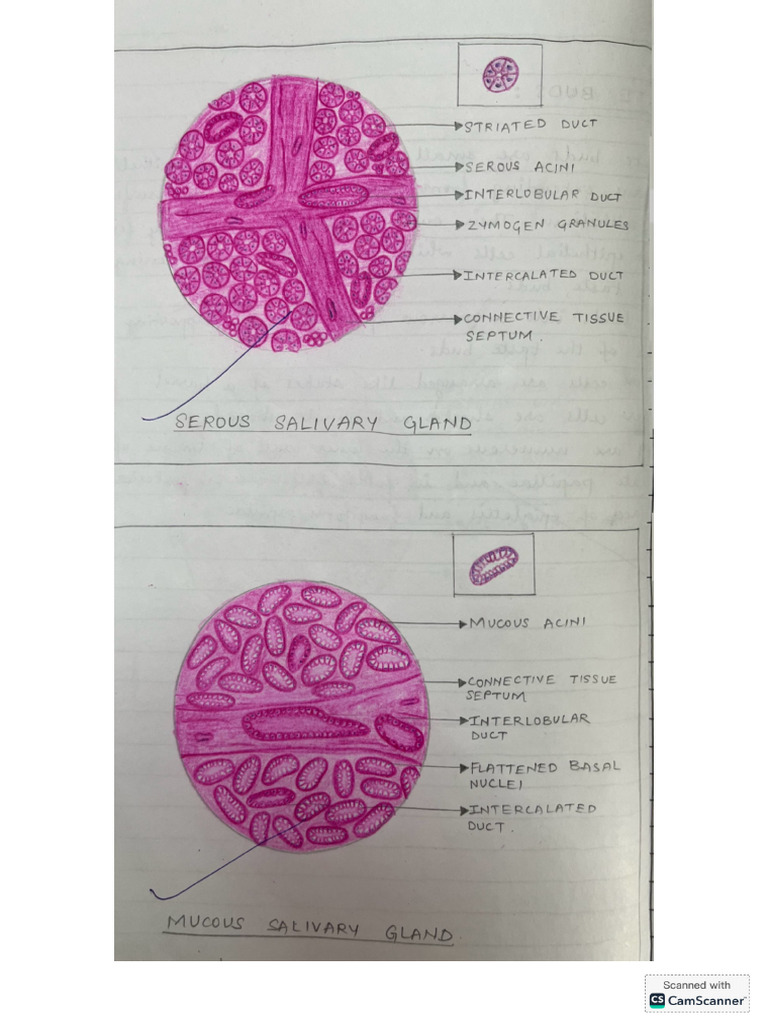 Salivary Glands Rough Journal | PDF