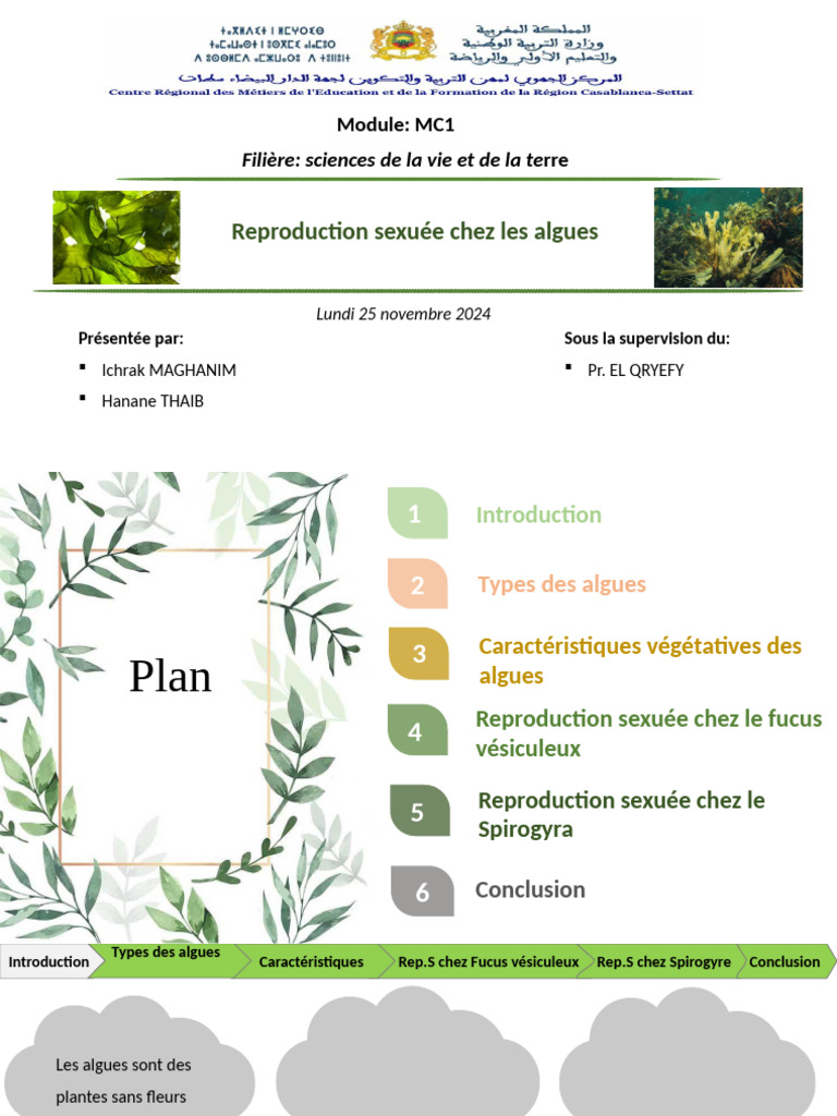 Reproduction Sexuée Chez Les Algues 2 | PDF | Fécondation | Ploïdie