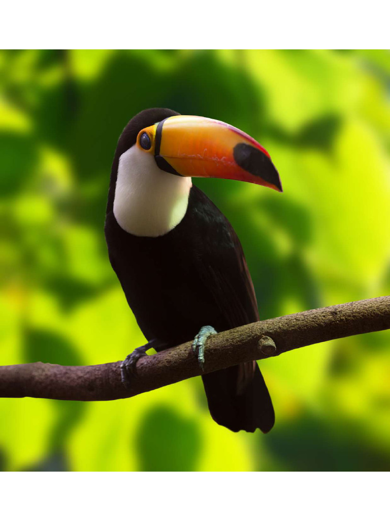 toco-toucan-ramphastos-toco | PDF