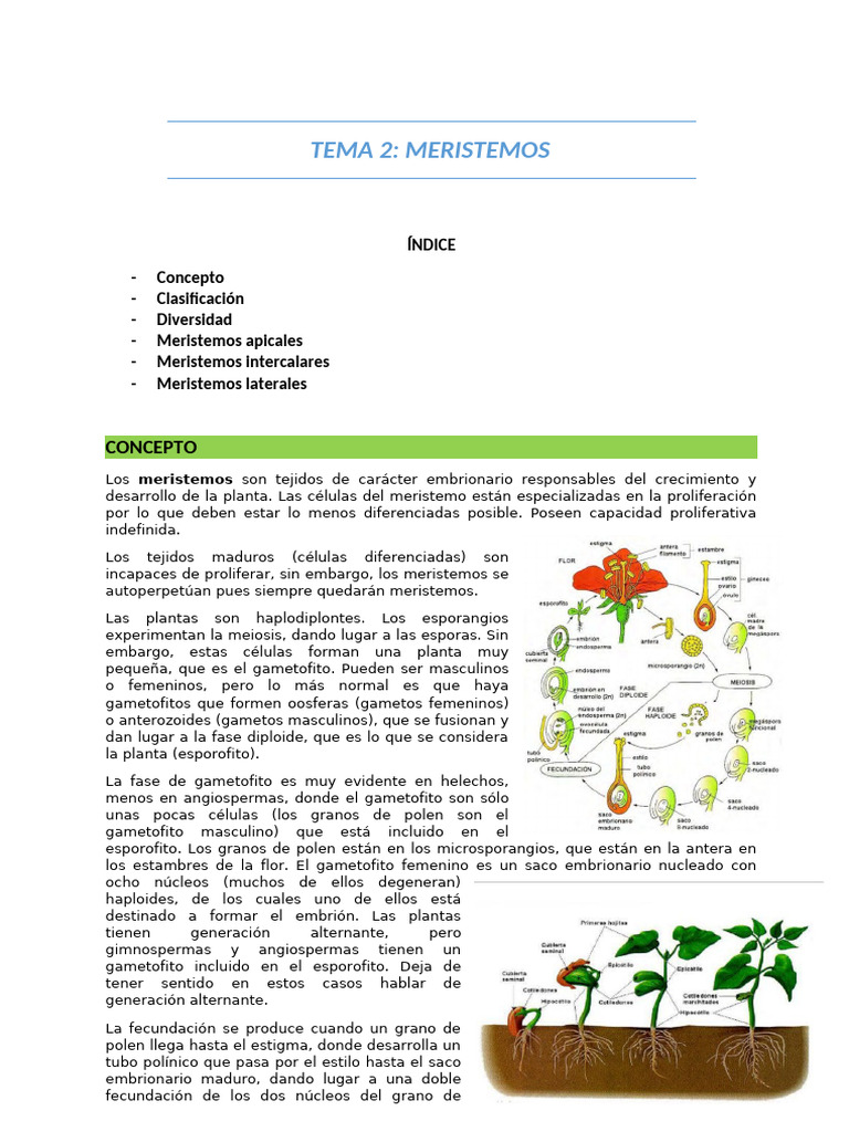 Clasificación y Función de Meristemos | PDF | Raíz | Tallo de la planta