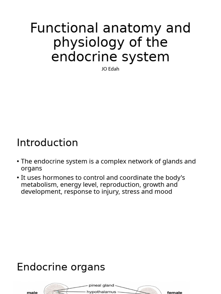04 - Functional Anatomy and Physiology of The Endocrine System | PDF ...