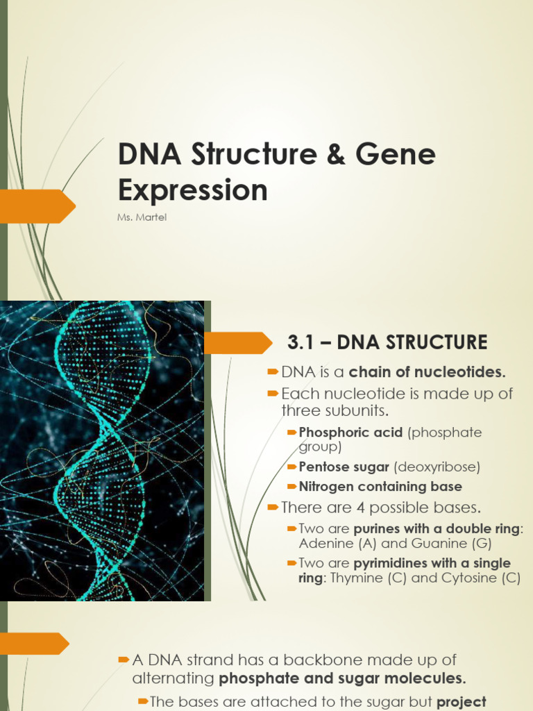 Unit 3 - Dna Bio 12-Compressed | PDF | Translation (Biology ...