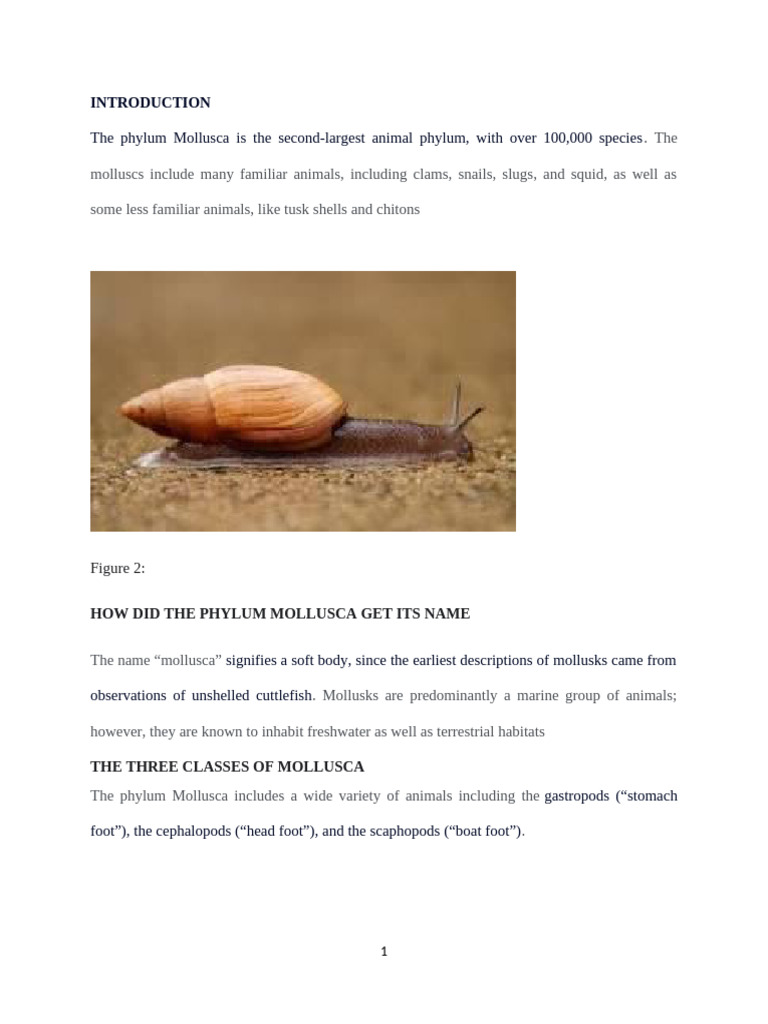 Overview of Phylum Mollusca | PDF | Mollusca | Bivalvia