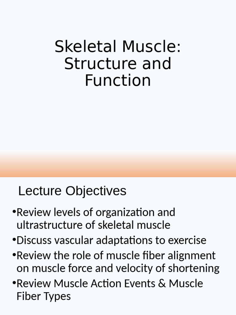Skeletal Muscle Structure and Function Overview | PDF | Skeletal Muscle ...