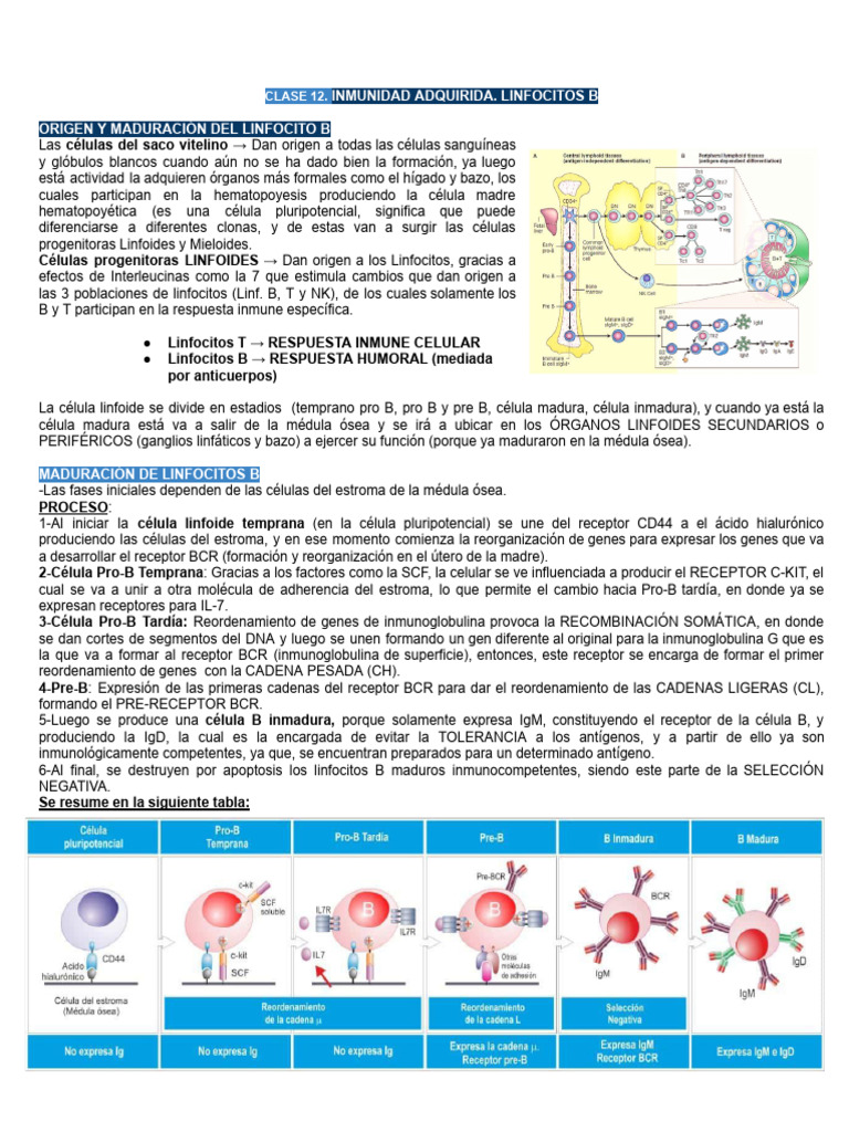 Clase 12. Inmunidad Adquirida, Linfocitos B | PDF | Célula B | Linfocitos