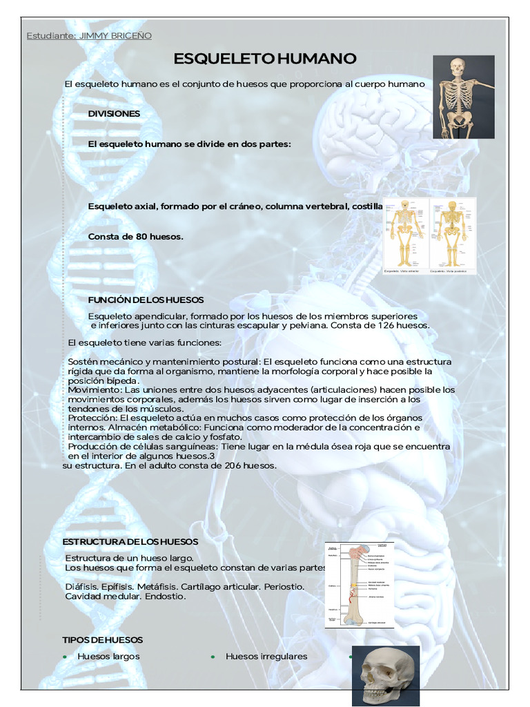 INFOGRAFIA Esqueleto Humano | PDF
