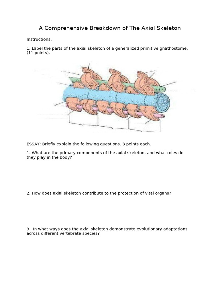 Individual Activity Axial Skeleton | PDF
