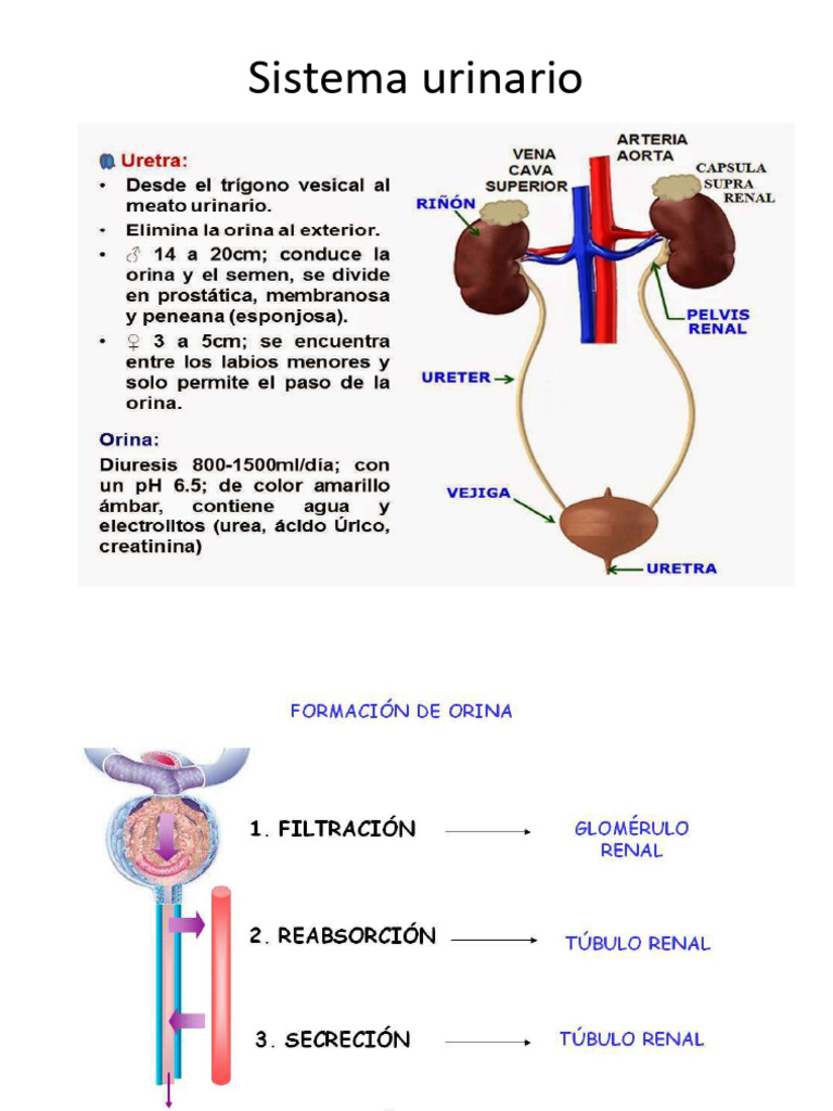 Sistema Excretor . | PDF