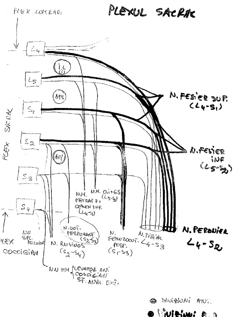 Plexul Sacral | PDF