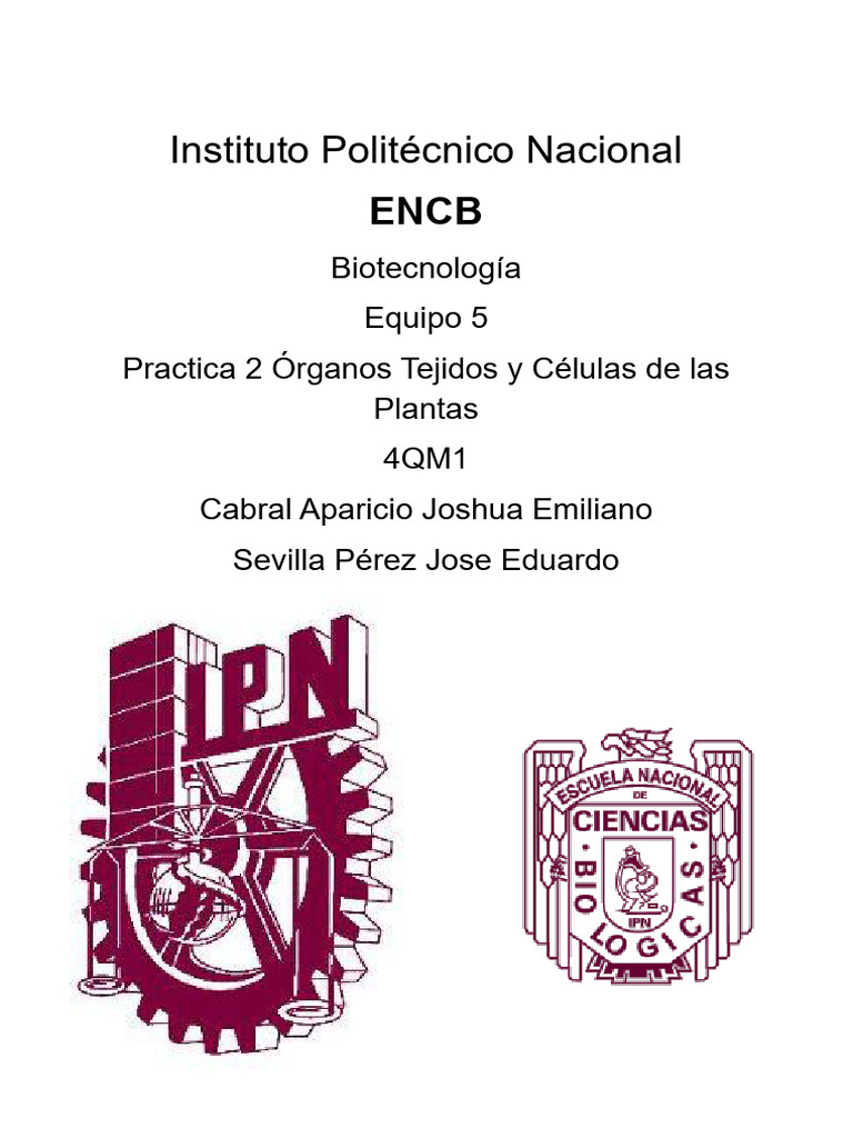 Practica 2 Eq5 4QM1 | PDF | Plantas | Raíz