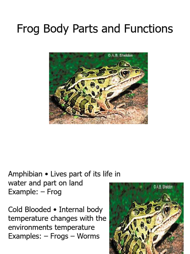 Frog Body Parts and Functions 2013 | PDF | Human Body | Digestion