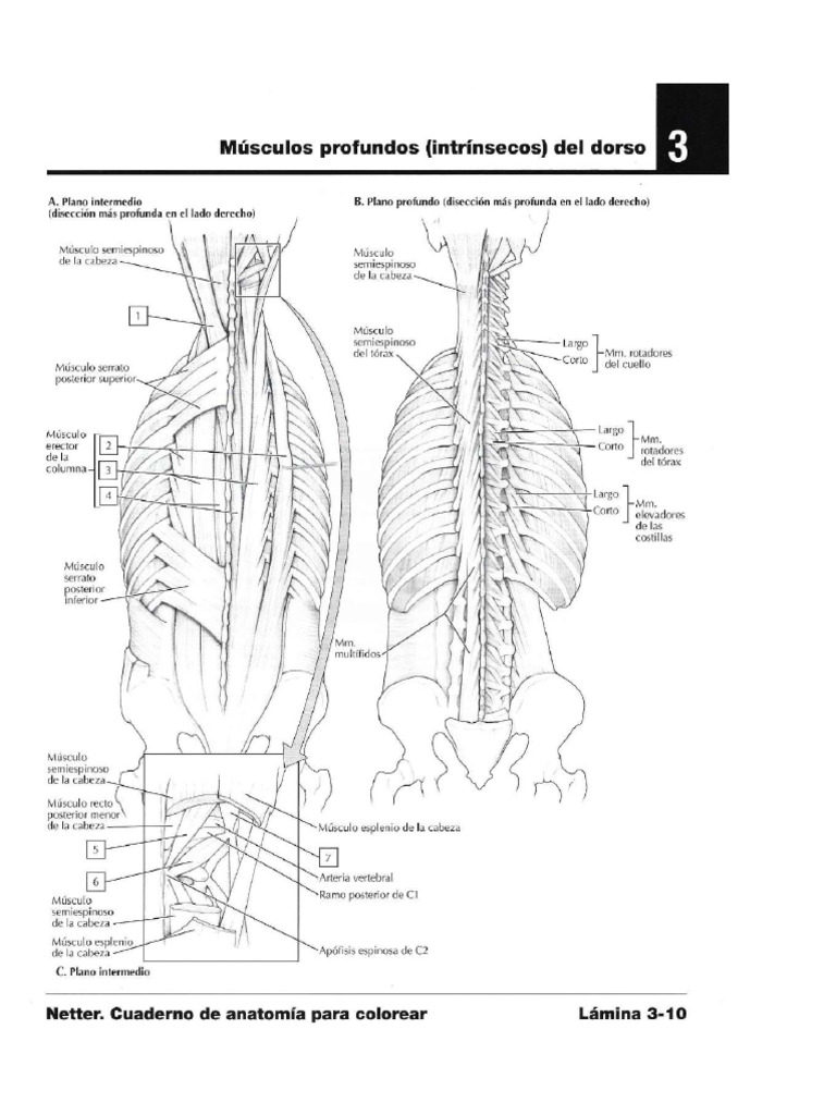 Netter Cuaderno de Anatomia para Colorea (1) - 102-152 | PDF